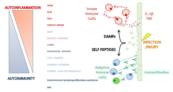 Rare Autoinflammatory Syndromes Periodic Fever Syndromes - Autoinflammatory UK